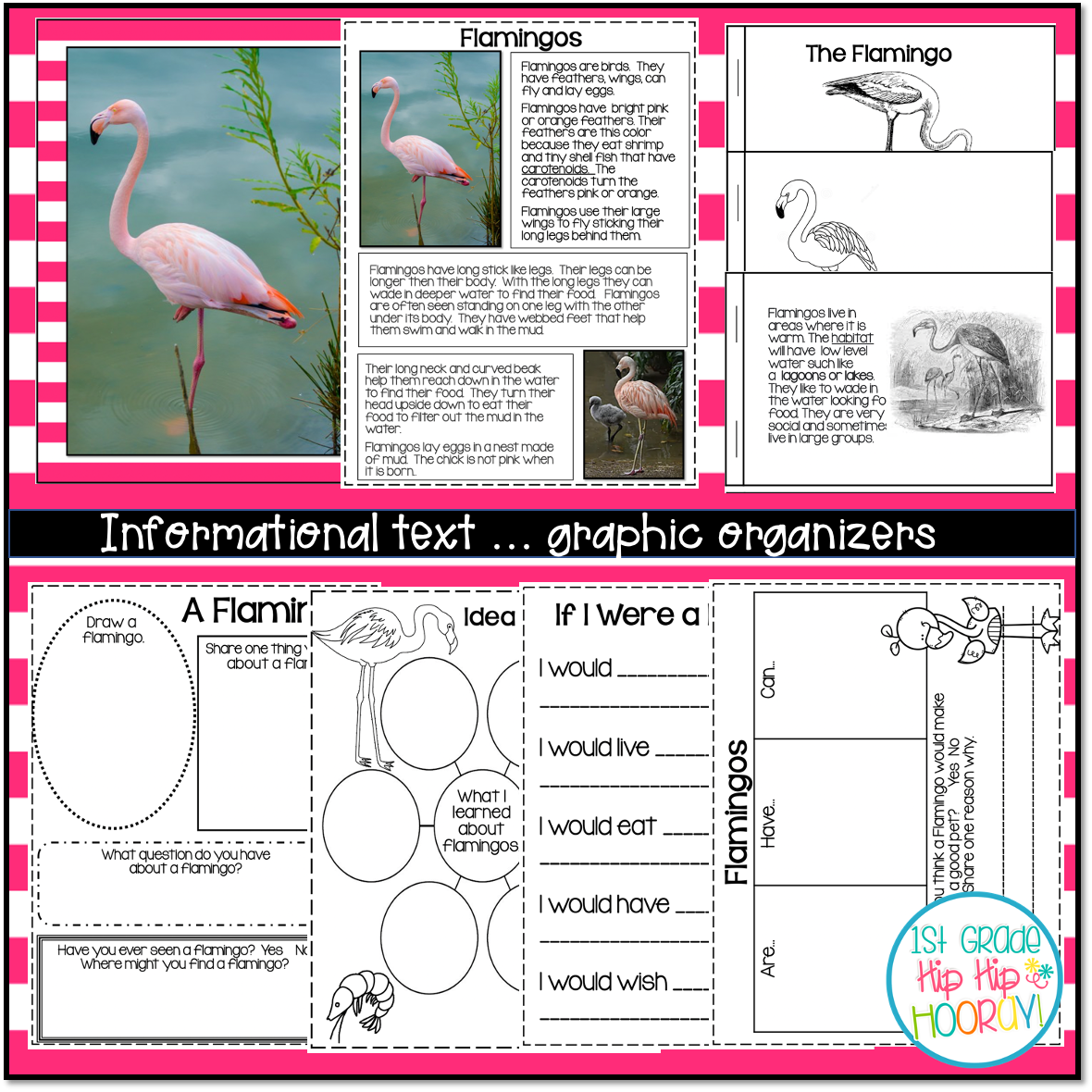 Flamingos for the primary child