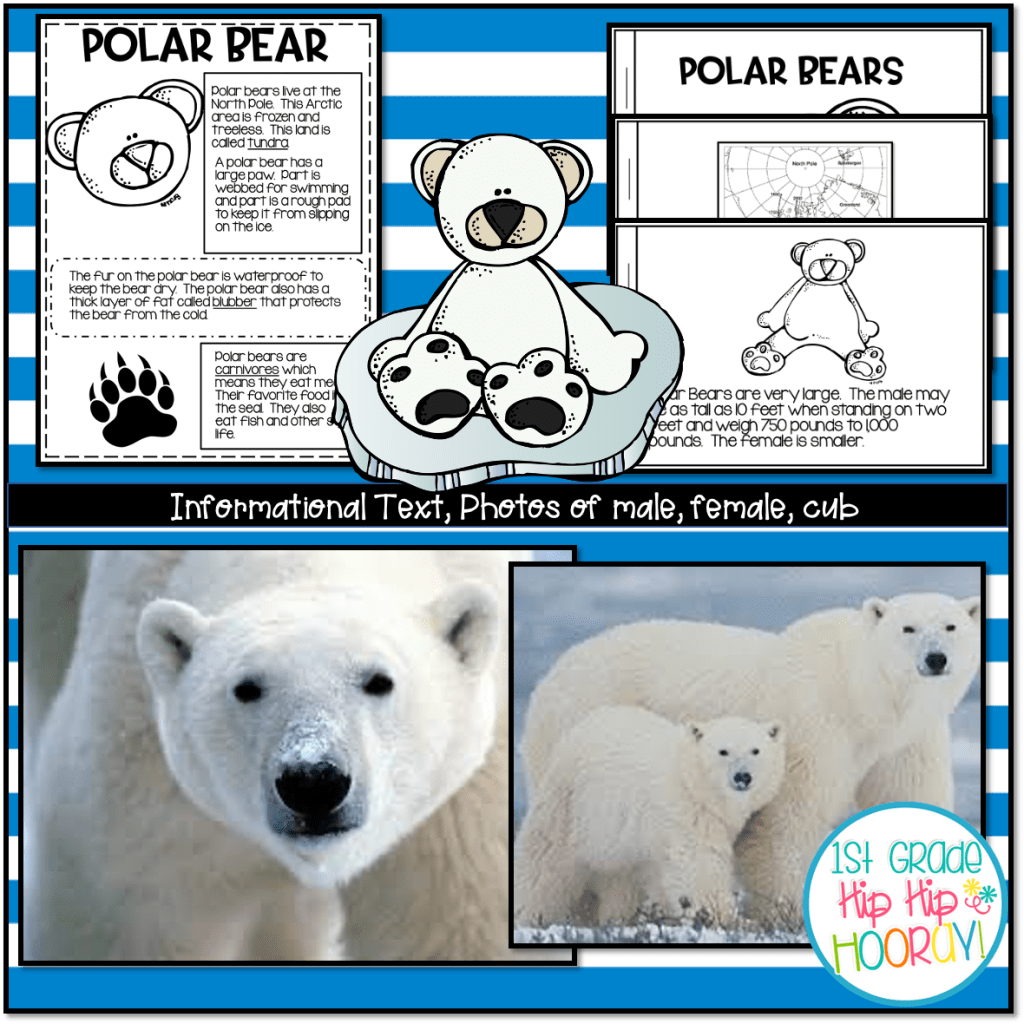 Polar Bears…have a polar bear day! – First Grade Hip Hip Hooray!