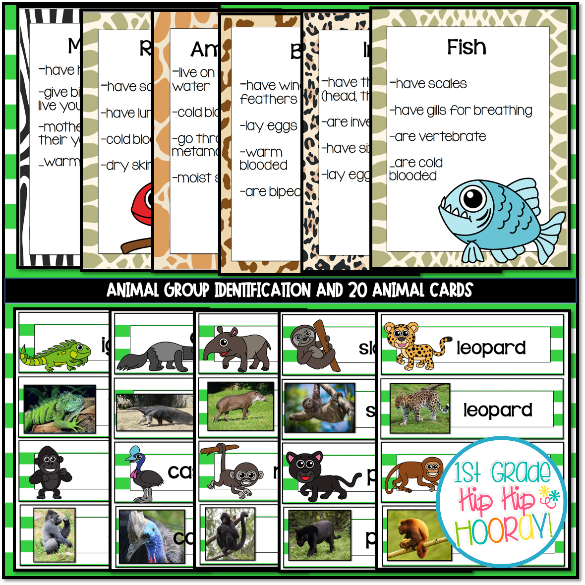 A Rainforest Adventure