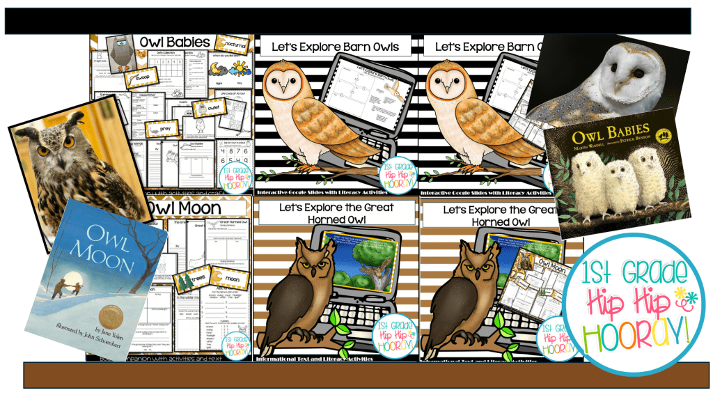 Let's Explore Owls